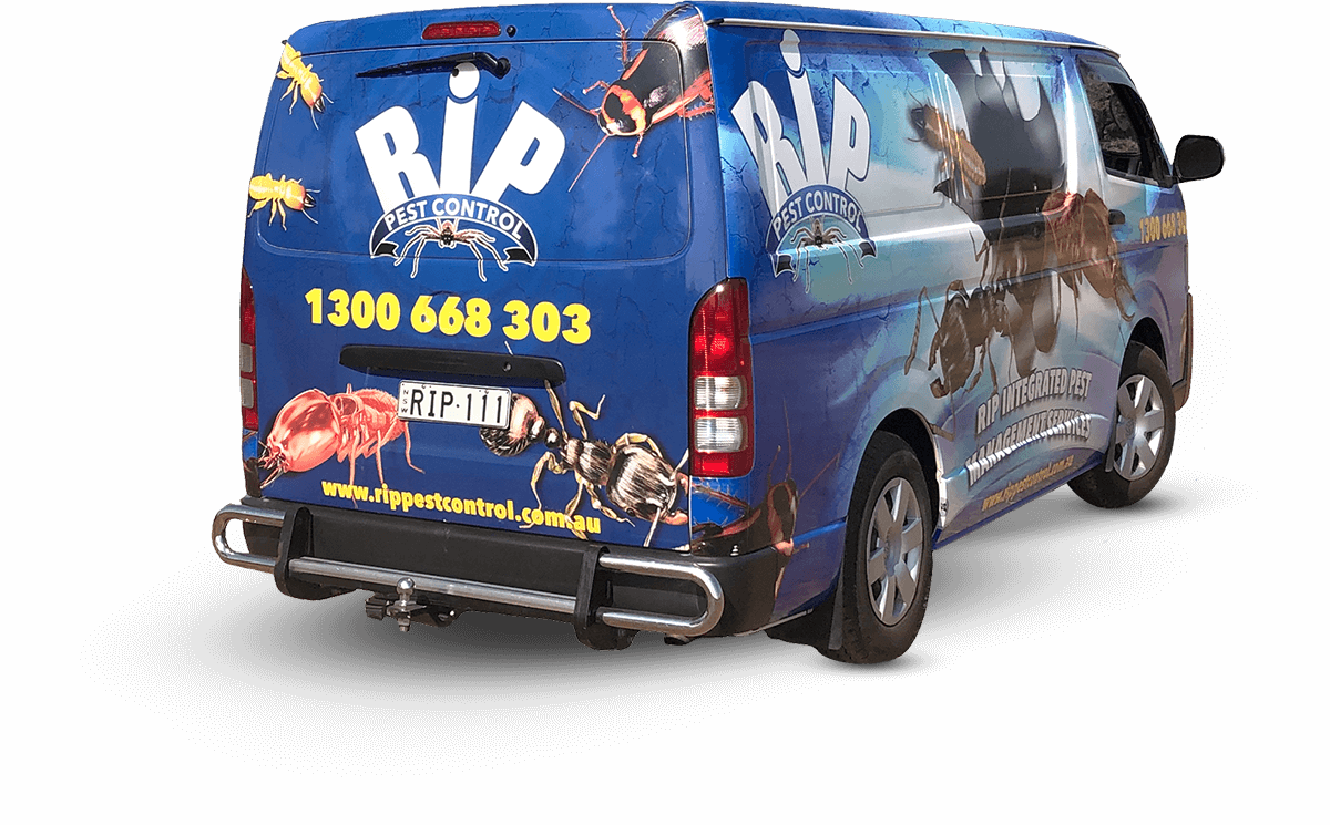 Pest Control Narellan RIP Pest Control Pest Control Narellan RIP Pest Control